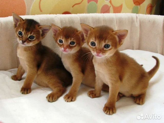 Абиссинские котята