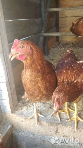 Куры молодки несушки