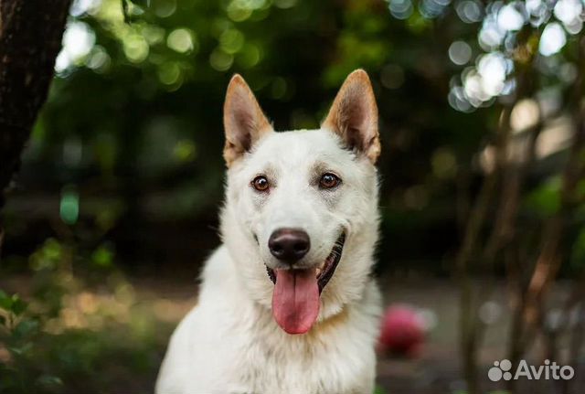 Самый добрый Чарли ищет дом