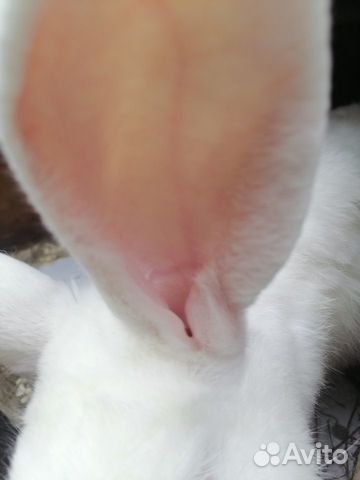 Кролик самцы Белый Паннон 7 мес