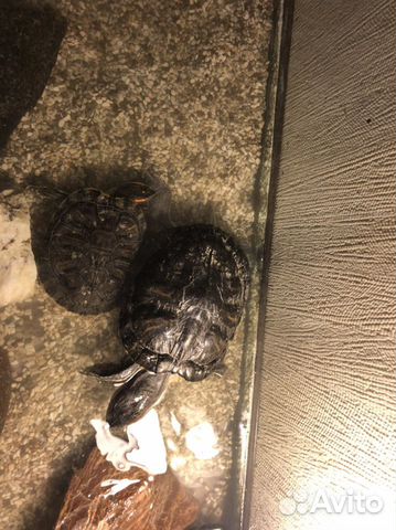 Аквариум с красноухими черепахами