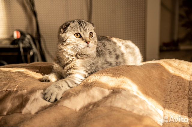 Шотландский котик Урфин