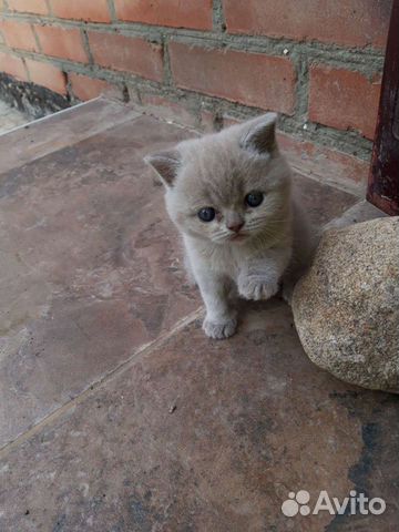 Британская короткошерстная кошка