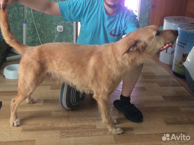 Перспективные псы в совладение