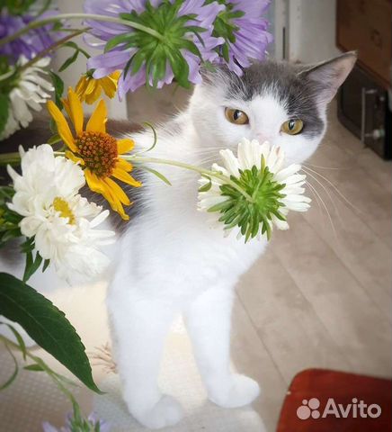 Умнейшая питомица для души