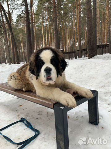 Щенок сенбернара девочка