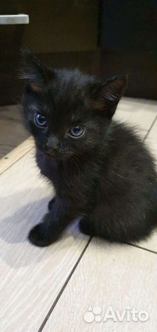 Кошка в дар