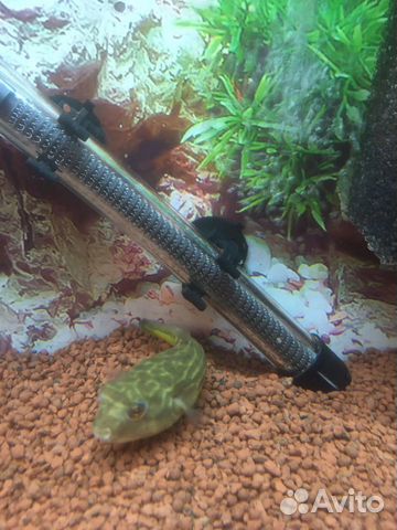 Тетраодон фахака