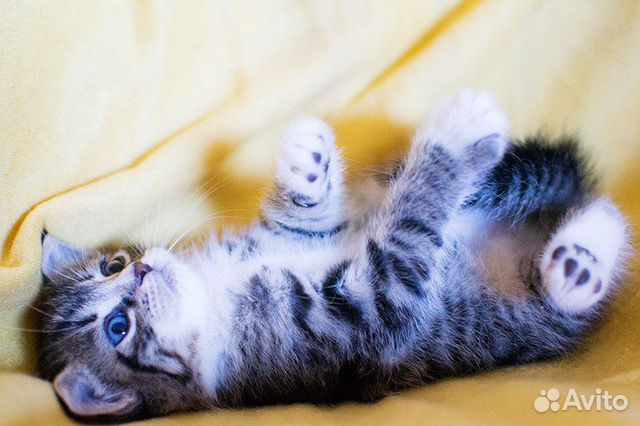 Маленькие очаровательные полосатые котятки 2 мес