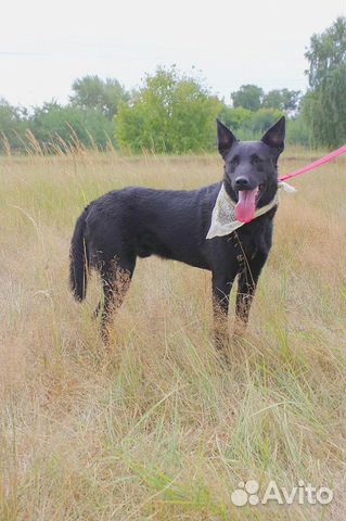 Тимоша ищет дом