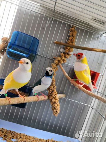 Амадины гульда