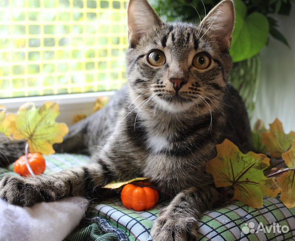Ищет дом котенок Кузя
