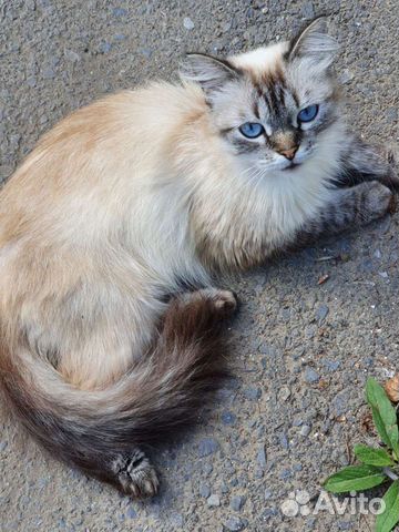 Кошка
