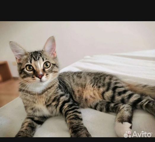 Котенок