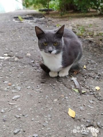 Котику подростку нужен дом, 6.5 мес