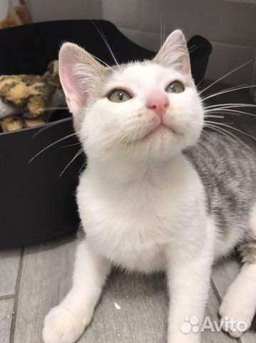 Котенок