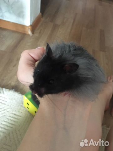 Сирийский хомяк