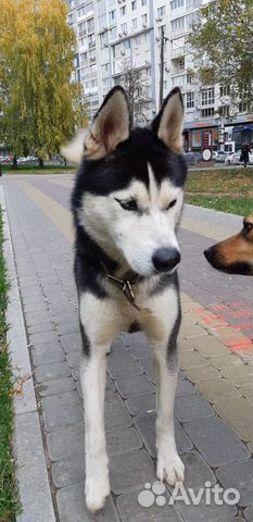 Хаски потеряшка