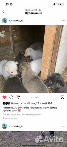Щенок