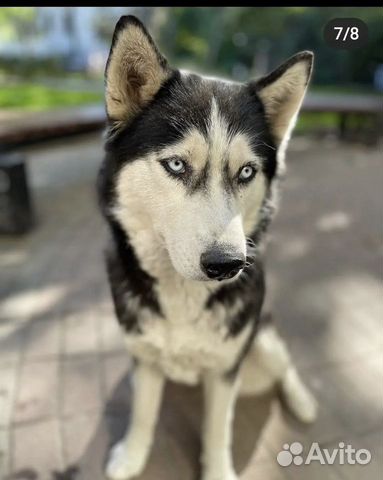 Сибирский хаски