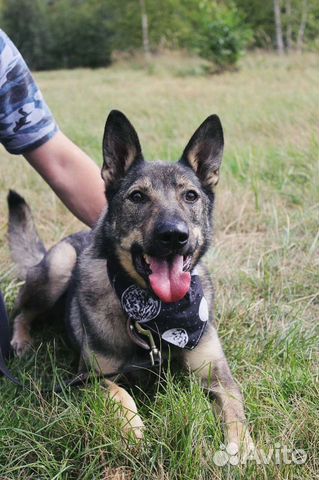 Собака из приюта Френд ищет дом