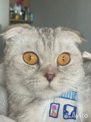 Молодая шотландская кошечка Глэйморис в дар