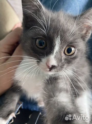 Котёнок в добрые руки даром