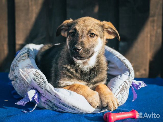 Маленький сладкий щенок 2 мес