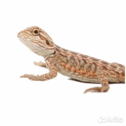 Бородатая агама Normal Het Leather