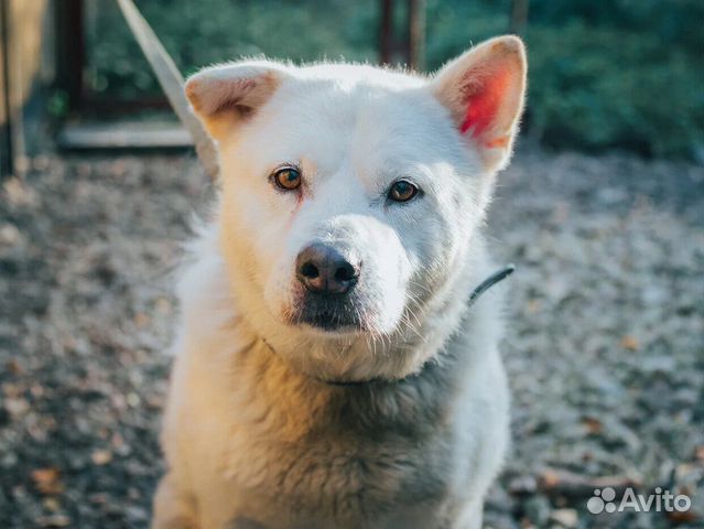Метис маламута, добрый и красивый пес Патрик