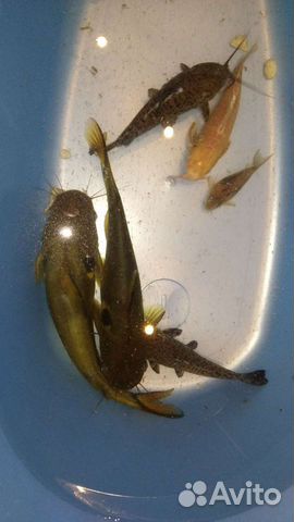 Сом павлиний глаз