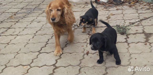 Щенки от Кокер спаниель