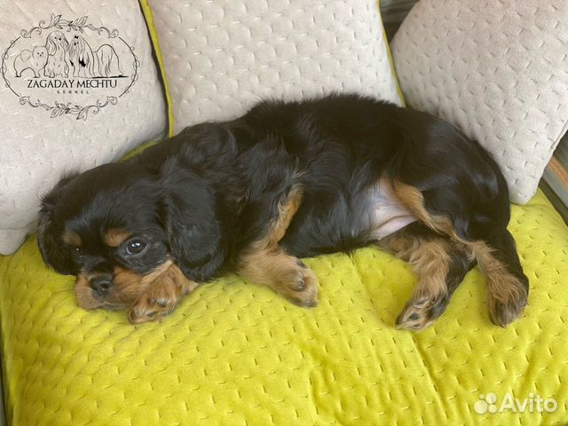 Собака Кавалер Кинг Чарльз Спаниель Девочка