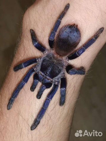 Самка паука pterinopelma sazimai