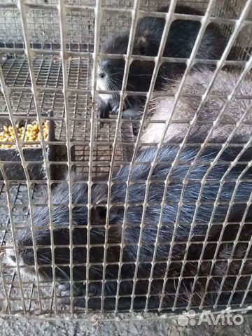 Кролики и нутрии