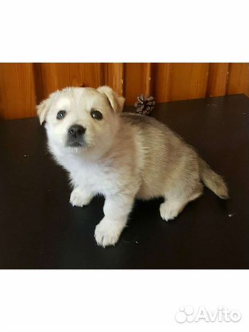 Щенок 1 месяц девочка