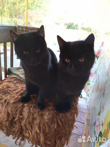 Продам котиков