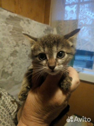 Котенок мальчик 2 месяца