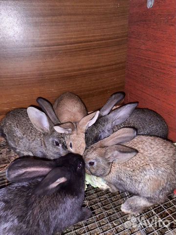 Продам крольчат