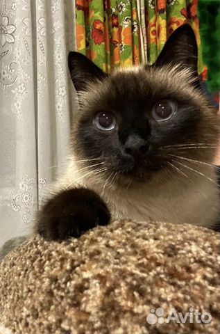 Потерялся котик