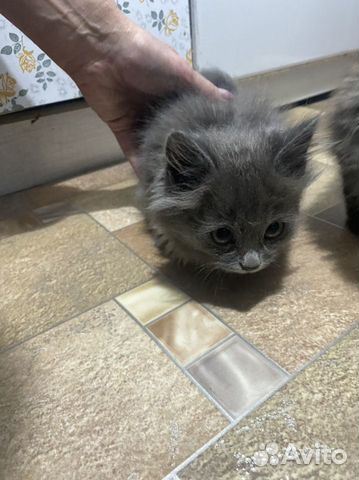 Отдам в добрые руки,котят подкинули,очень жалко ос