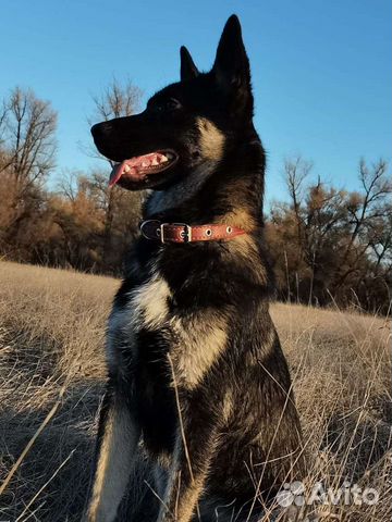 Рона ищет дом