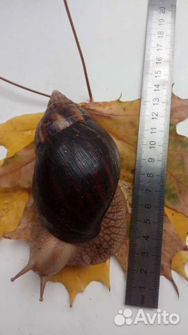 Улитки ахатины