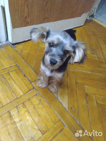 Ерширский терьер