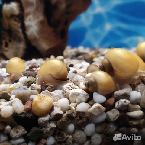 Ампулярия жёлтая