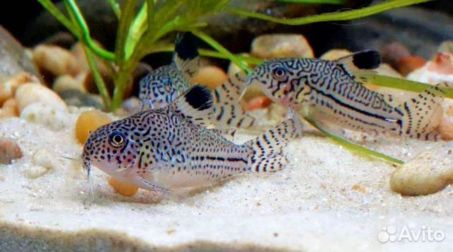 Сомики.джулия