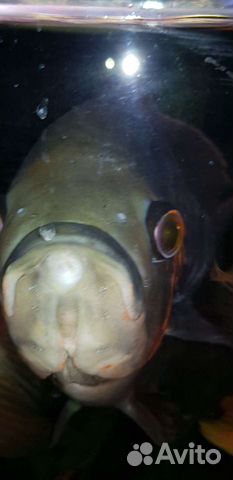 Астронотус 35 см большой