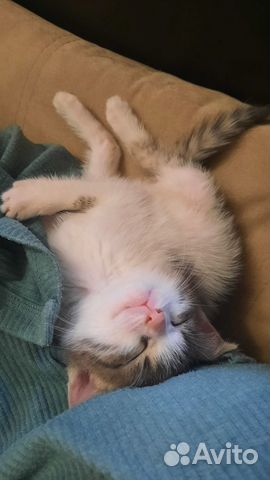 Кошка Лапка ищет дом