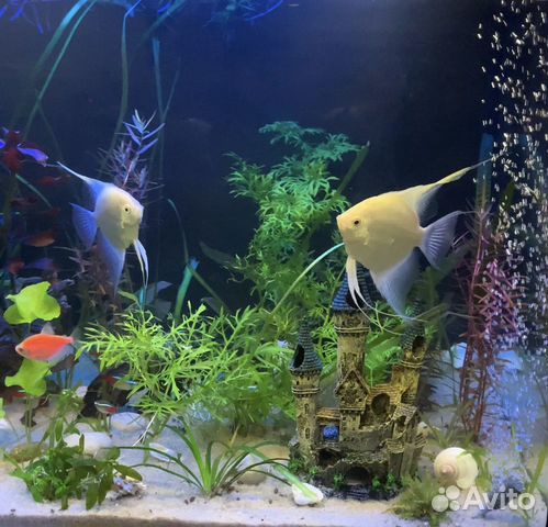 Скалярии. Обмен или продажа