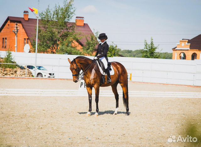 Выездковая лошадь